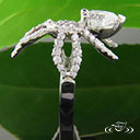 Carved Spider Mounting